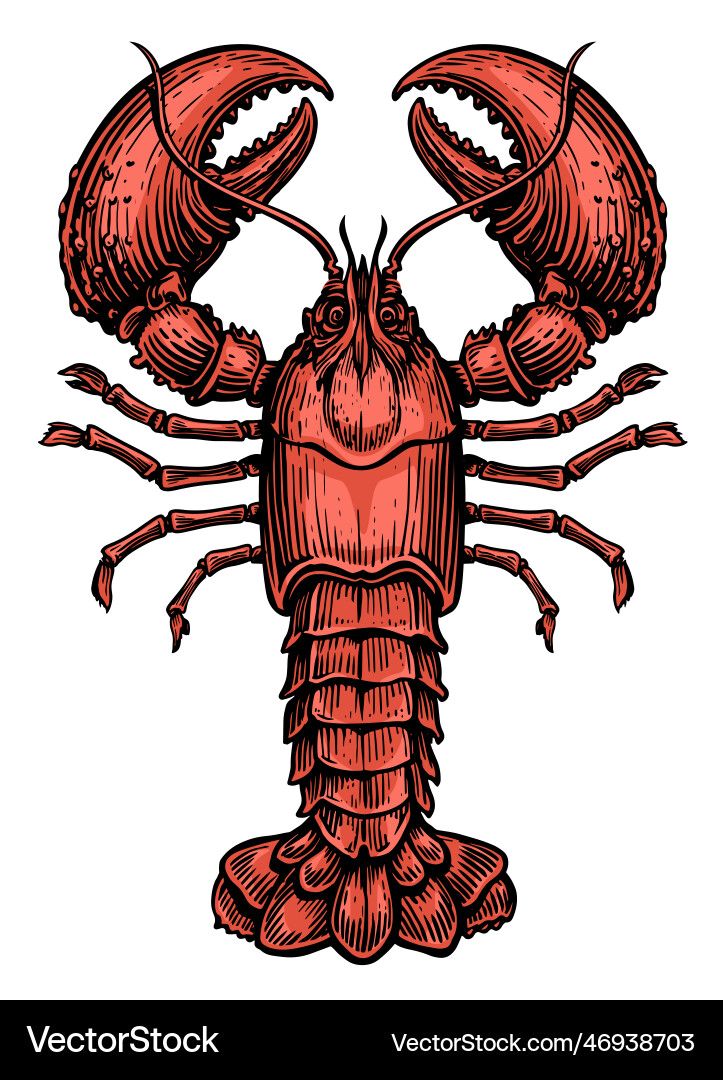 Red crayfish isolated on white Royalty Free Vector Image