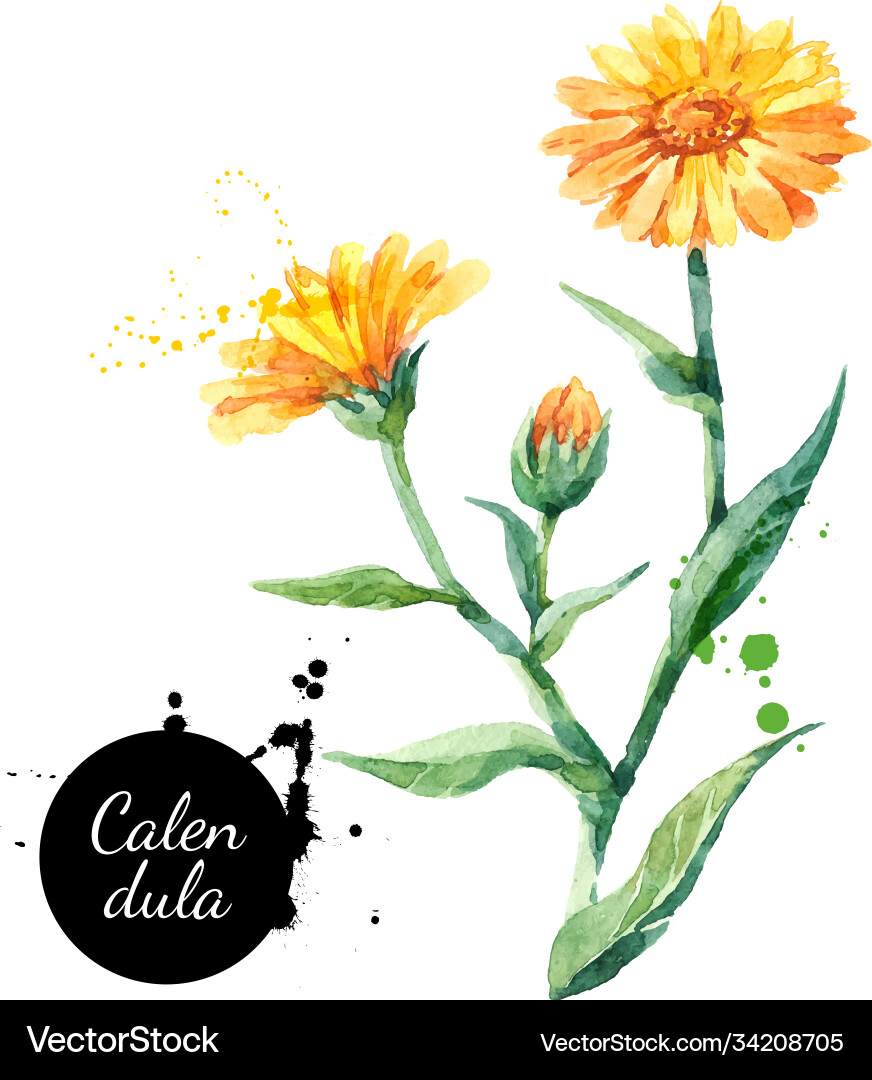 Hand drawn watercolor calendula flower painted Vector Image