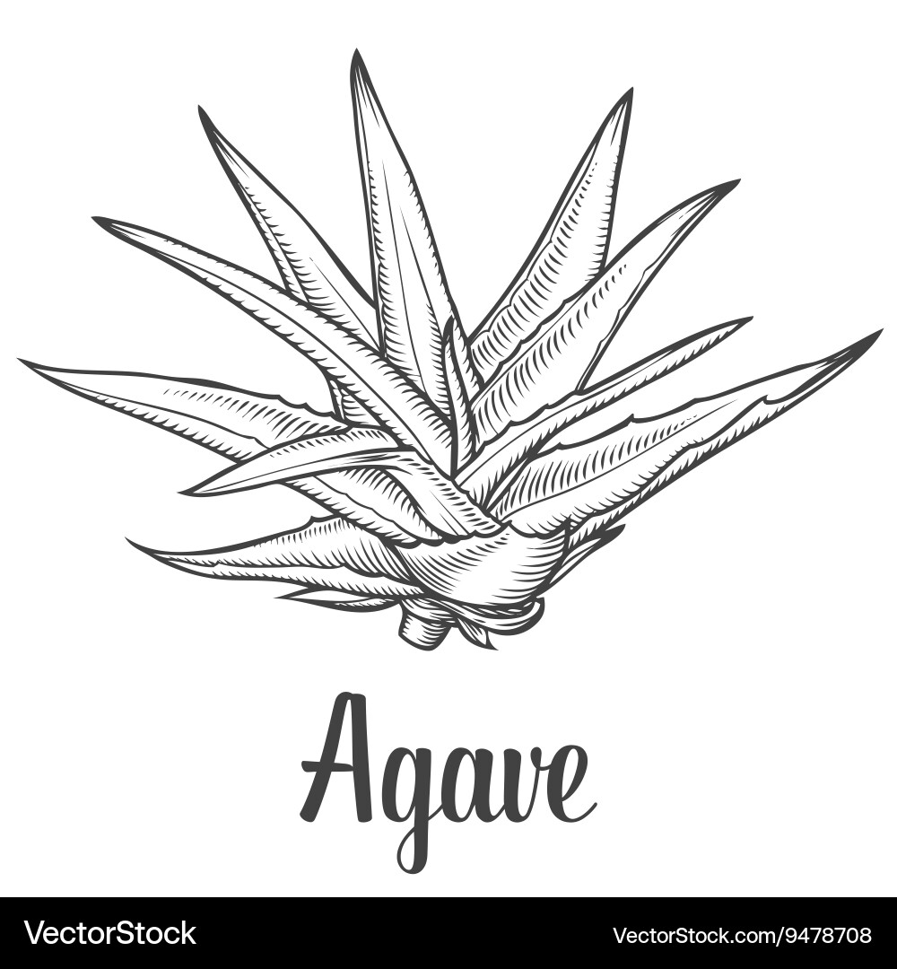 Agave plant Royalty Free Vector Image - VectorStock