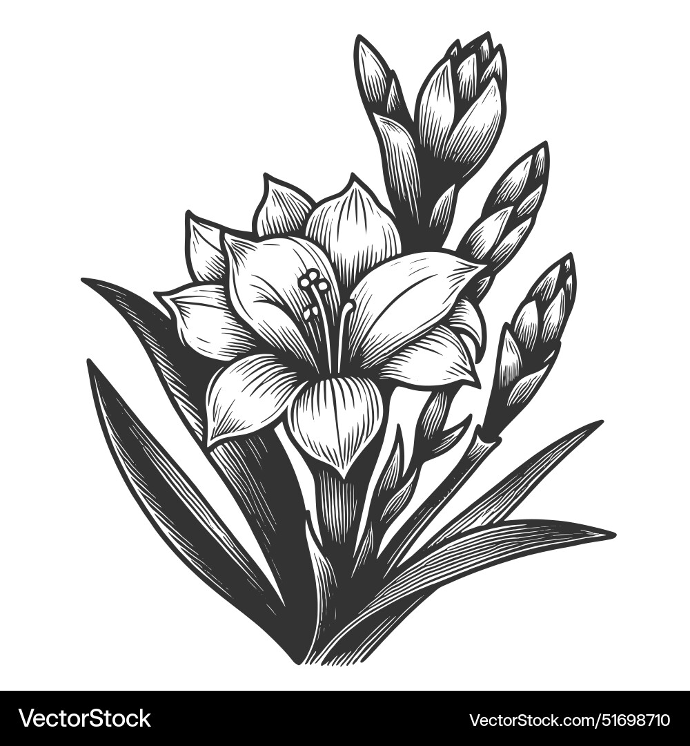 Freesia flower engraving Royalty Free Vector Image