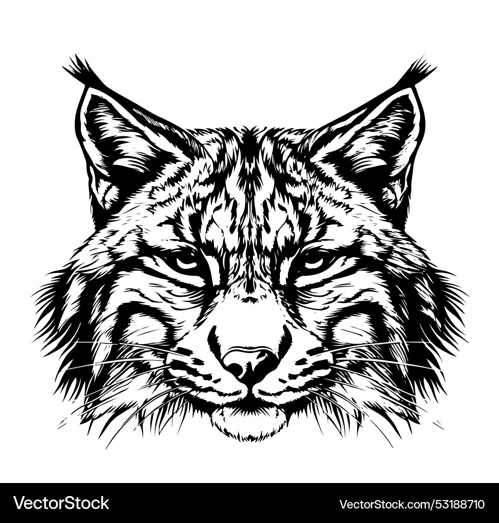 Image the head of a lynx looks forward on a Vector Image
