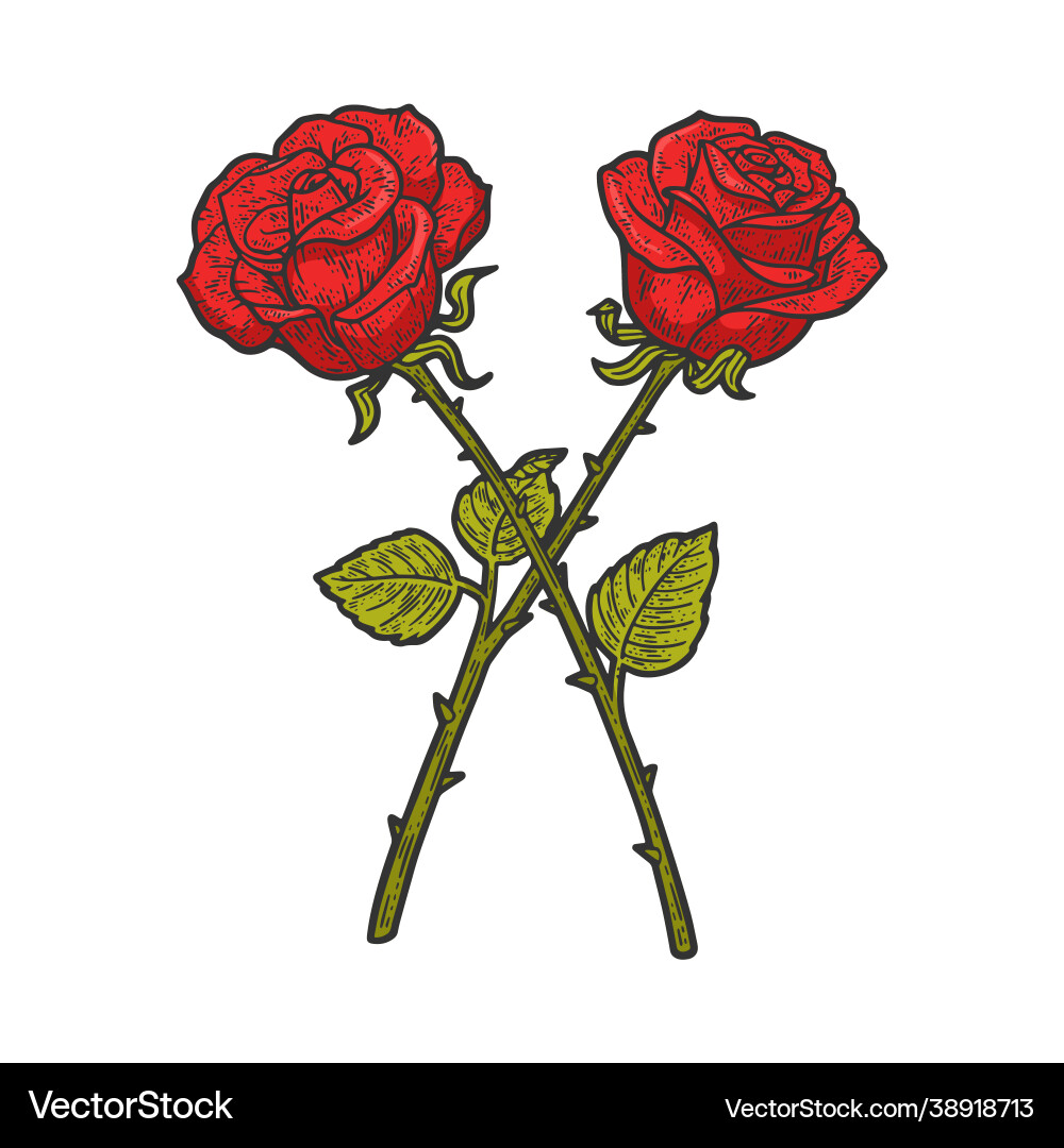 Crossed roses sketch Royalty Free Vector Image