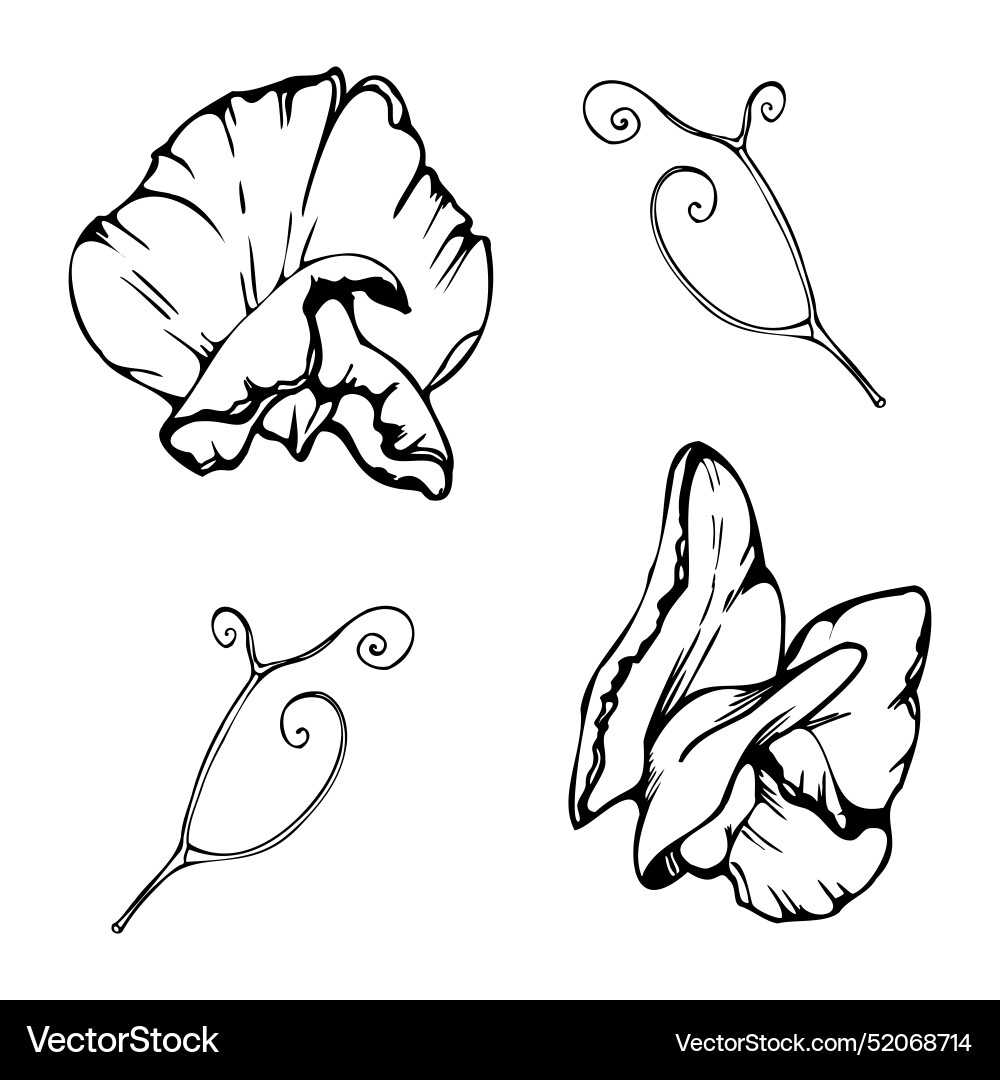 Hand drawn graphic ink botanical flowers leaves Vector Image