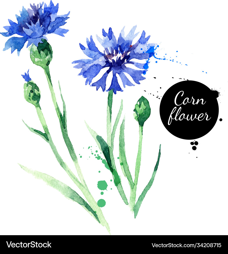 Hand drawn watercolor cornflower painted sketch Vector Image