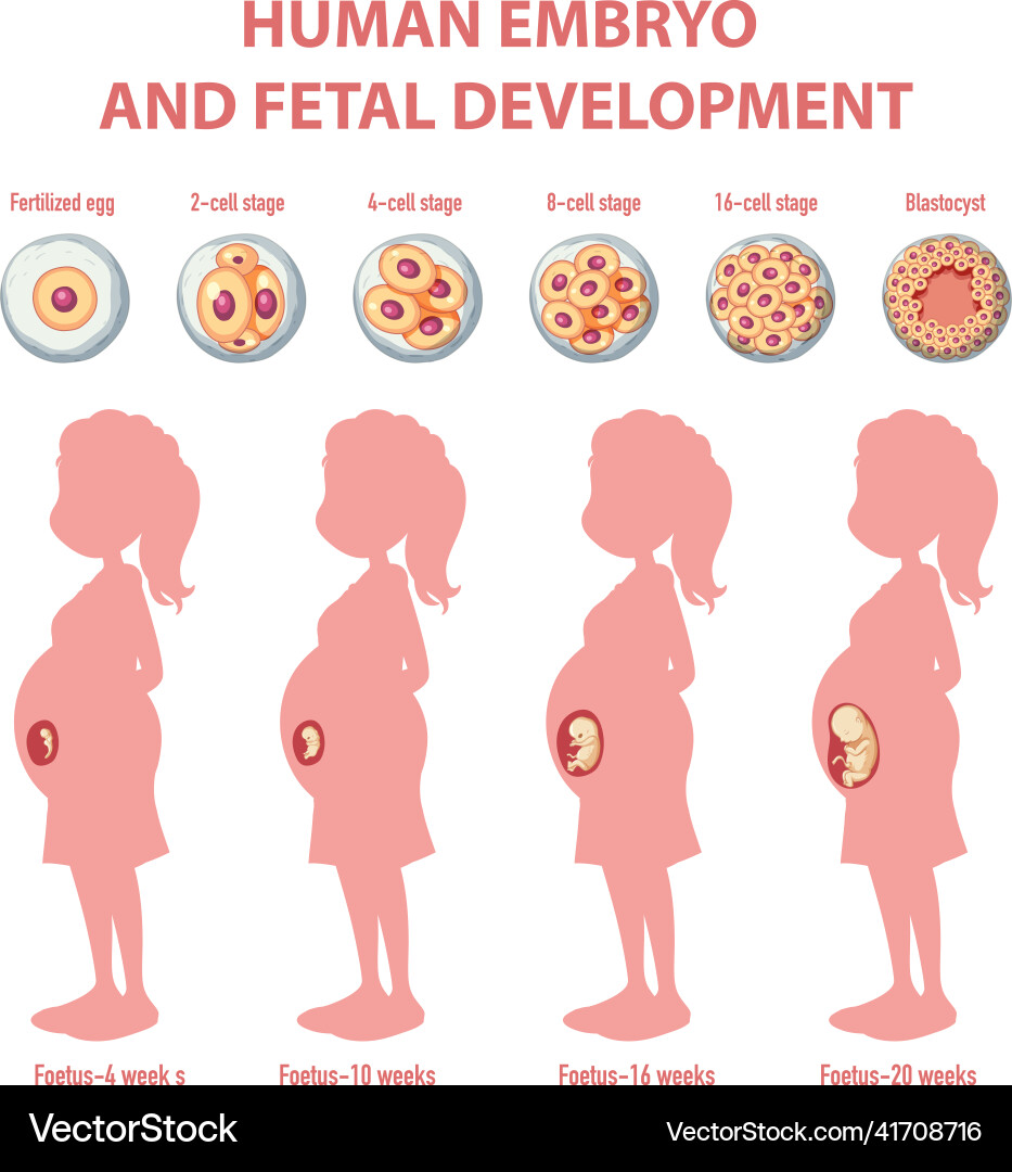 Human embryonic development in infographic Vector Image