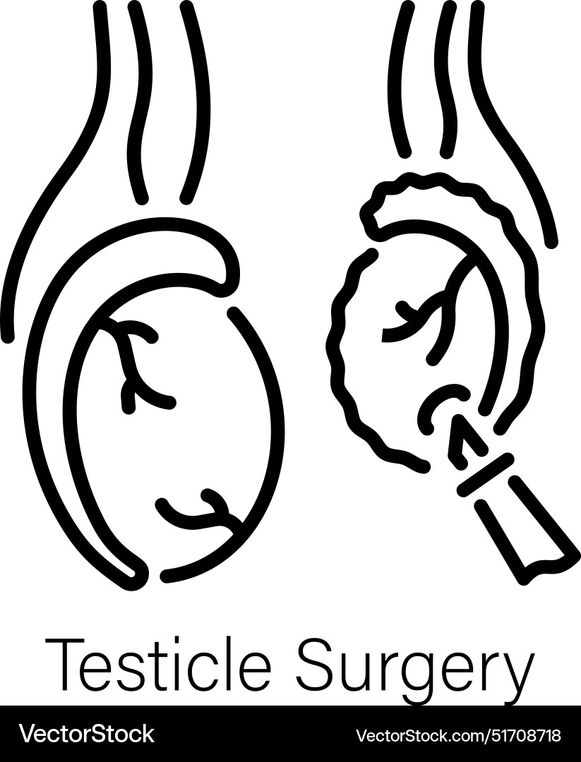 Testicle surgery Royalty Free Vector Image - VectorStock