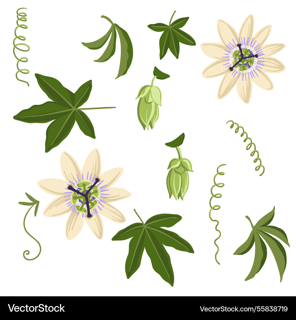 Drawing passion flowers Royalty Free Vector Image