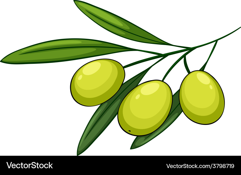 Olive Royalty Free Vector Image - VectorStock