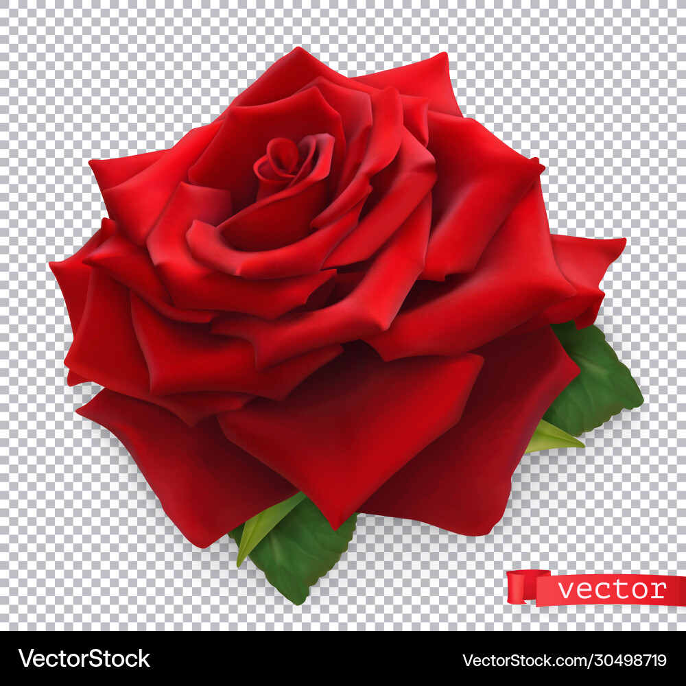 Red rose 3d realistic object Royalty Free Vector Image