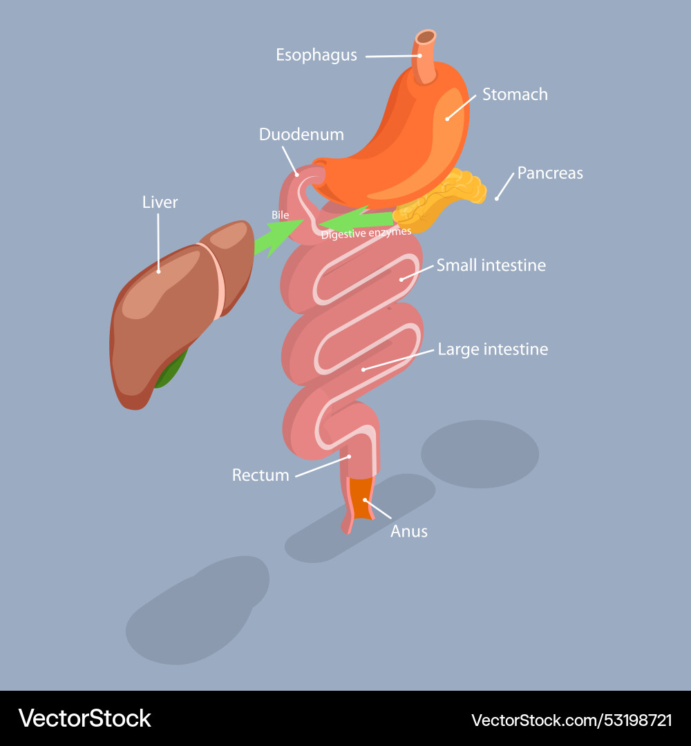 3d isometric flat of human Royalty Free Vector Image