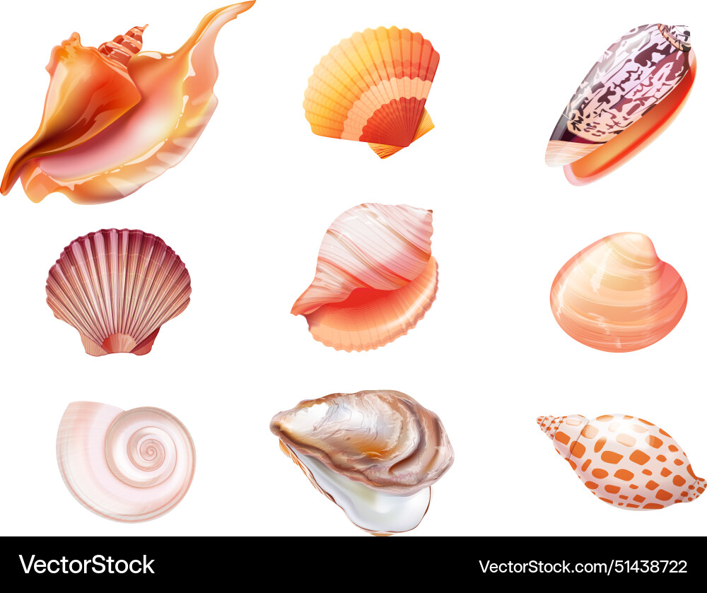 Realistic seashells 3d shells sea object isolated Vector Image