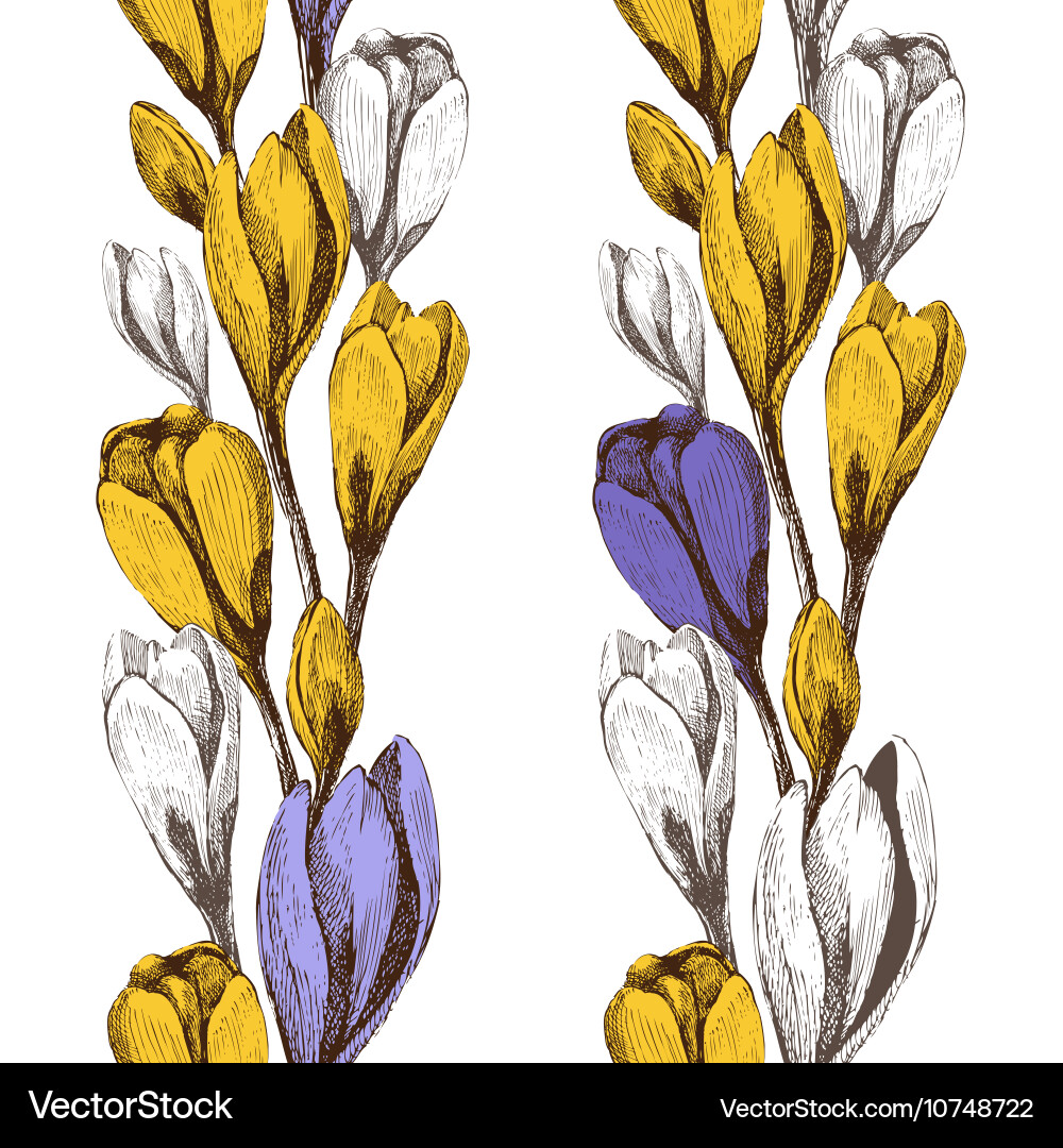 Seamless pattern with crocus flowers borders Vector Image