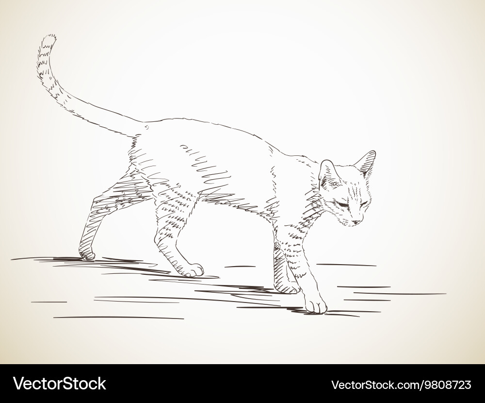 Cat Royalty Free Vector Image - VectorStock