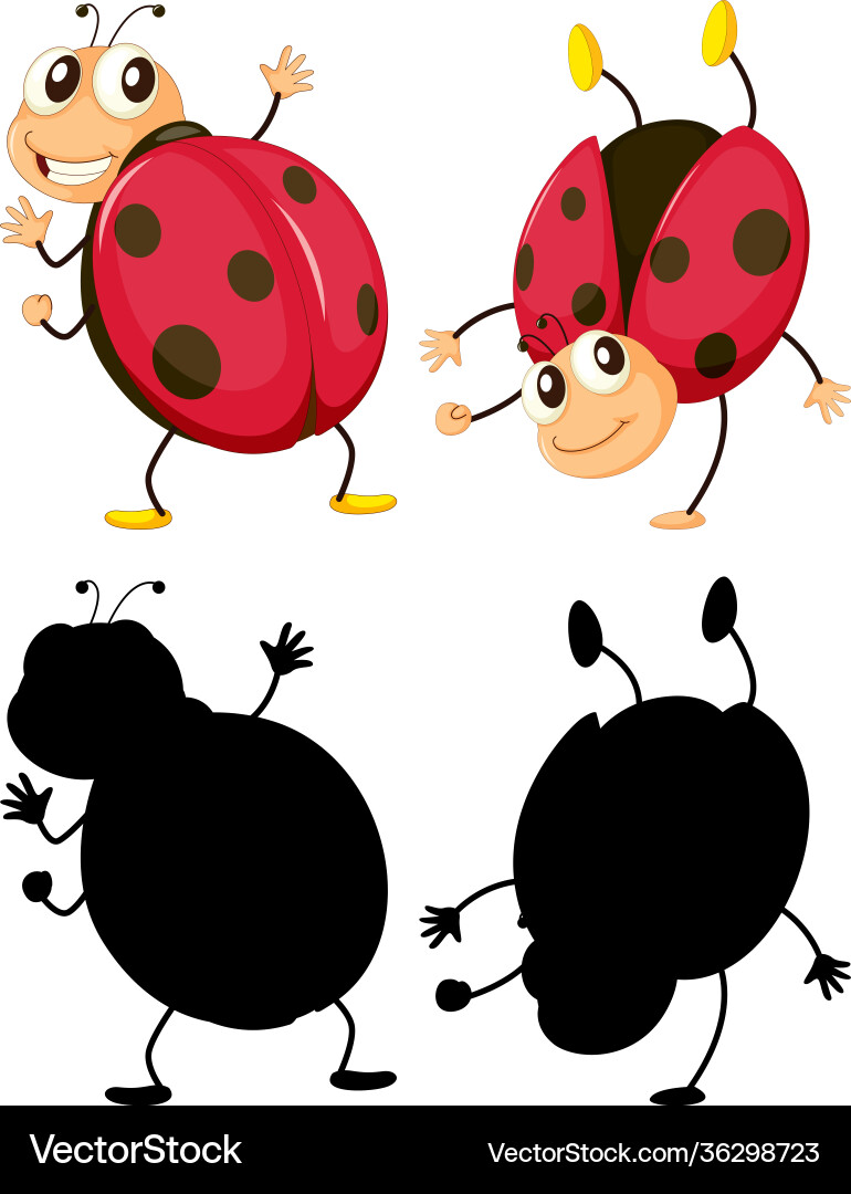 Ladybug in two positions with its silhouette Vector Image