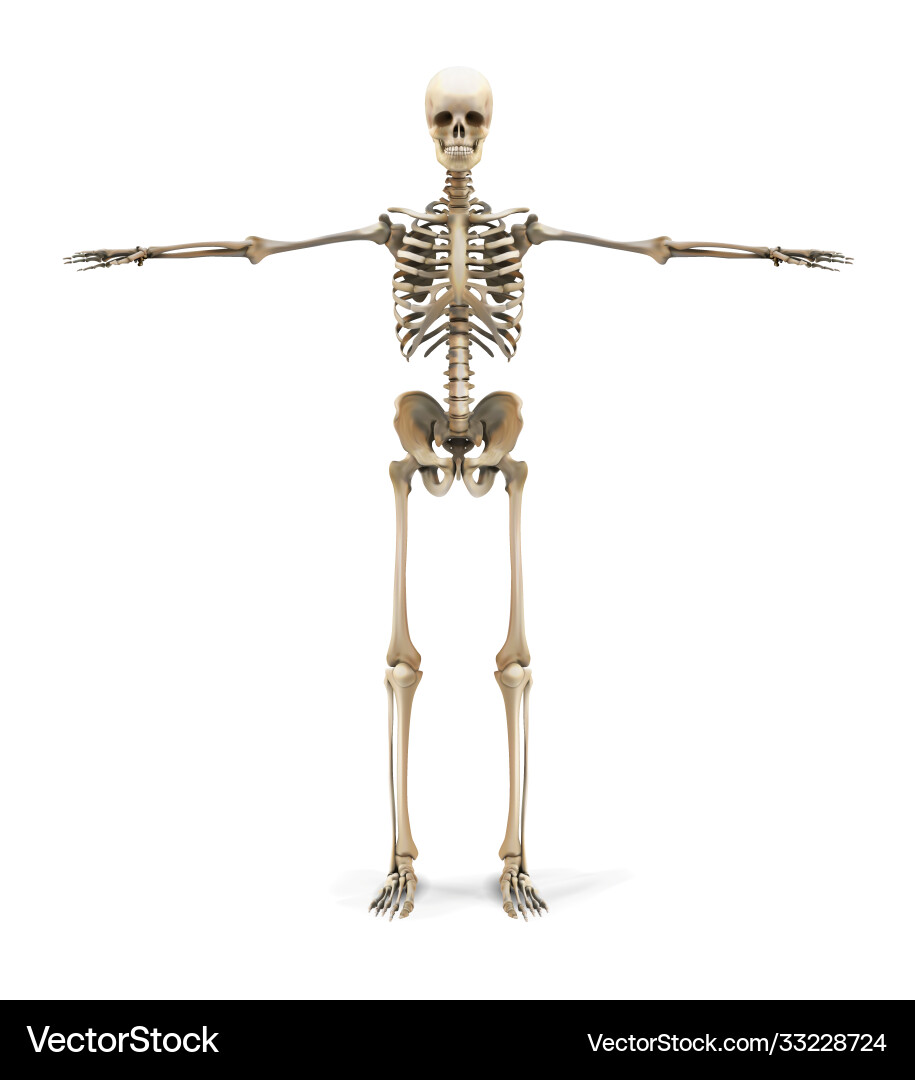 Human bone skeleton Royalty Free Vector Image - VectorStock