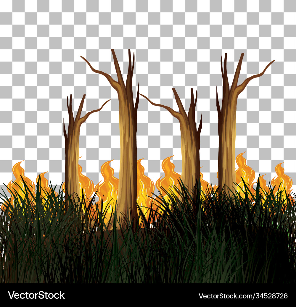 Bush fire on transparent background Royalty Free Vector
