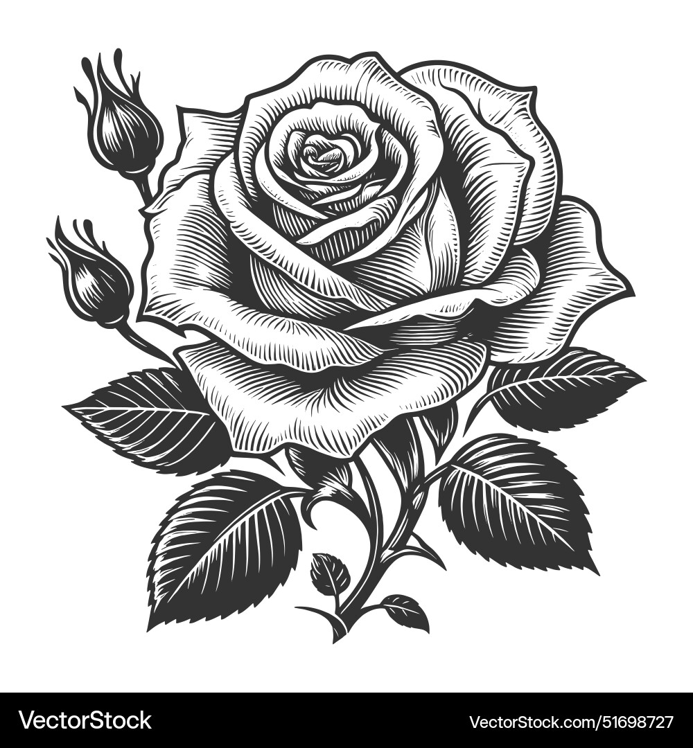 Rose engraving sketch Royalty Free Vector Image