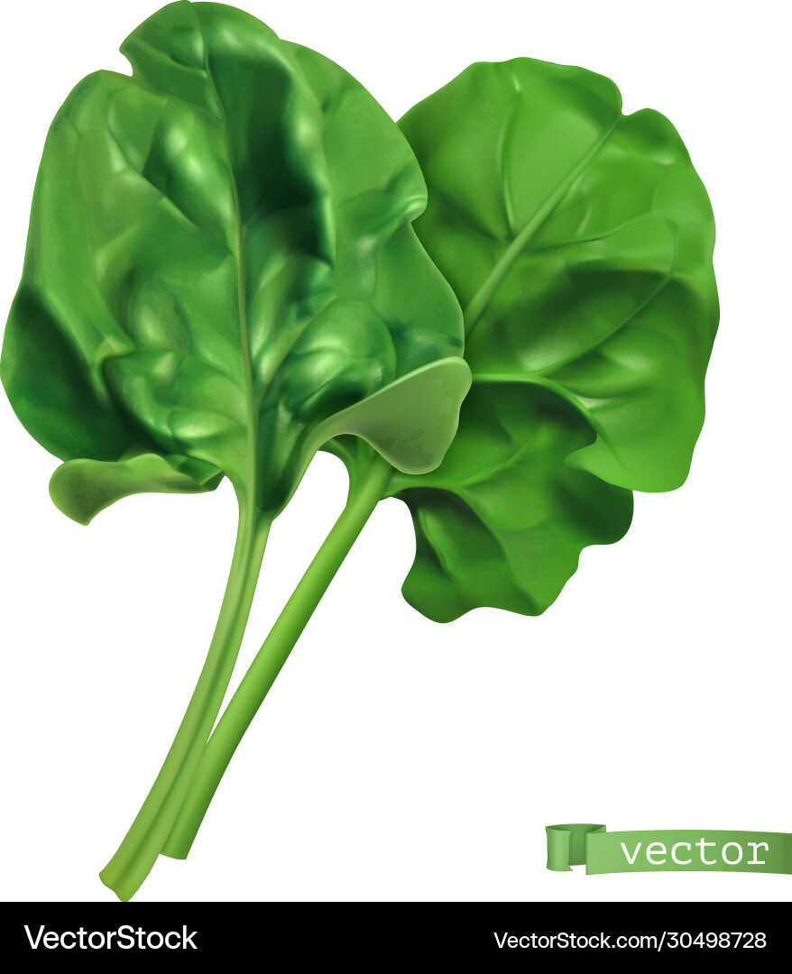 Spinach vegetable greens 3d realistic food object Vector Image