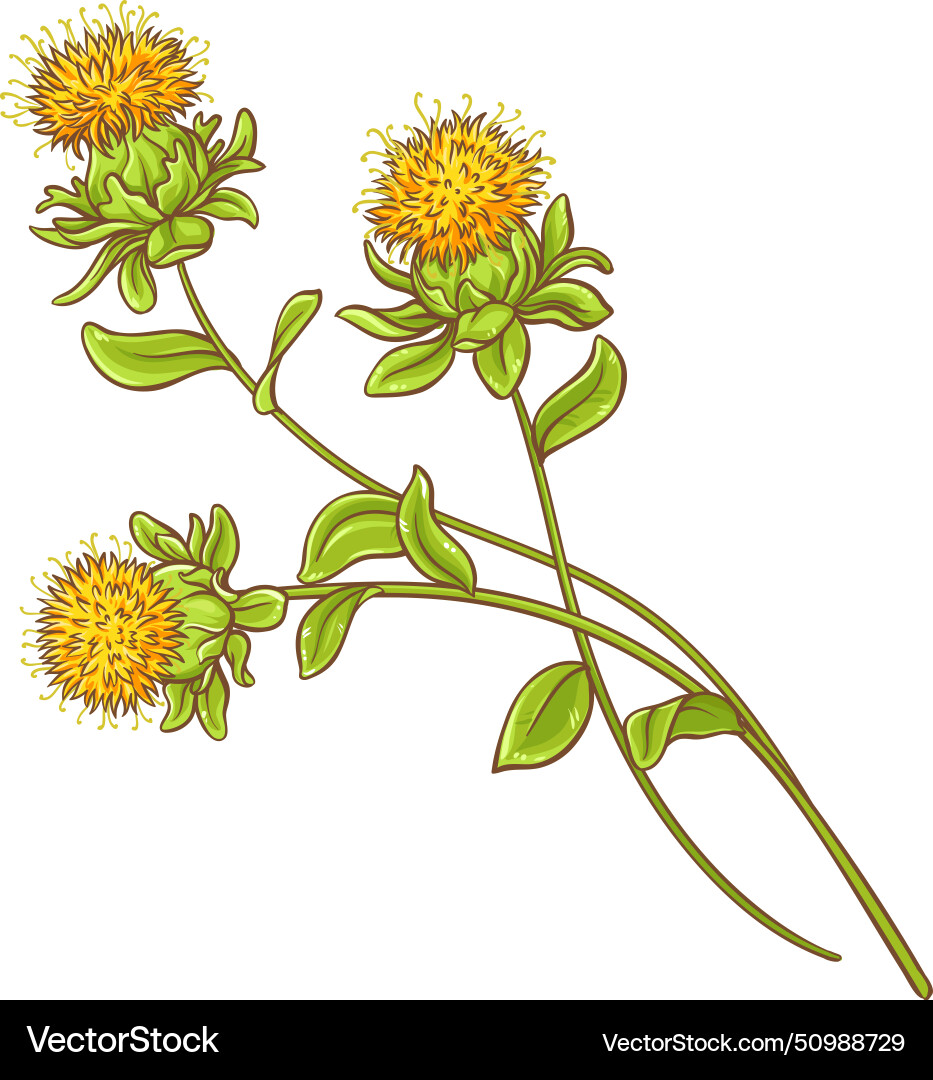 Safflower plant colored detailed Royalty Free Vector Image
