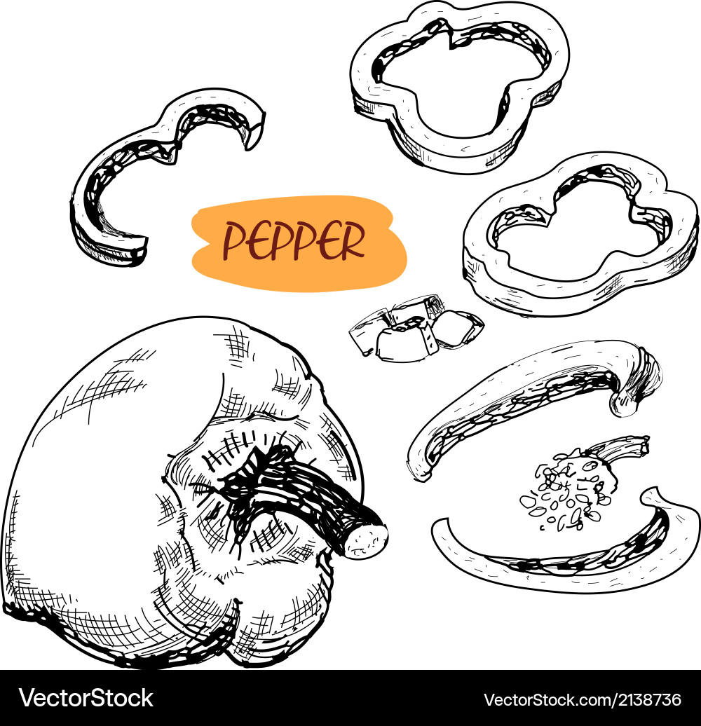 Pepper Royalty Free Vector Image - VectorStock