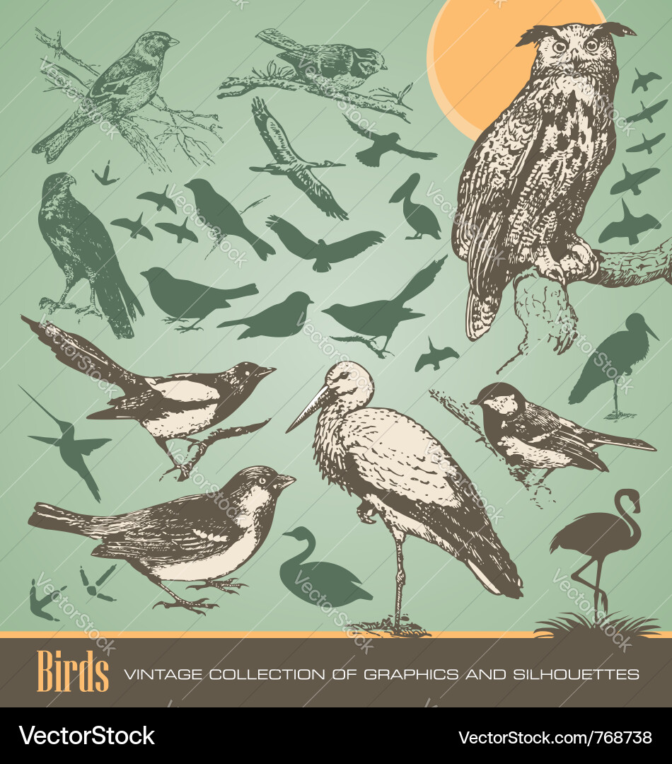 Birds Royalty Free Vector Image - VectorStock