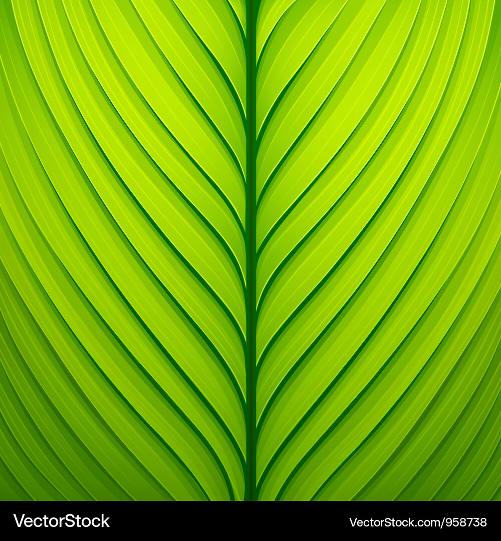 Close-Up Green Leaf Texture Royalty Free Vector Image