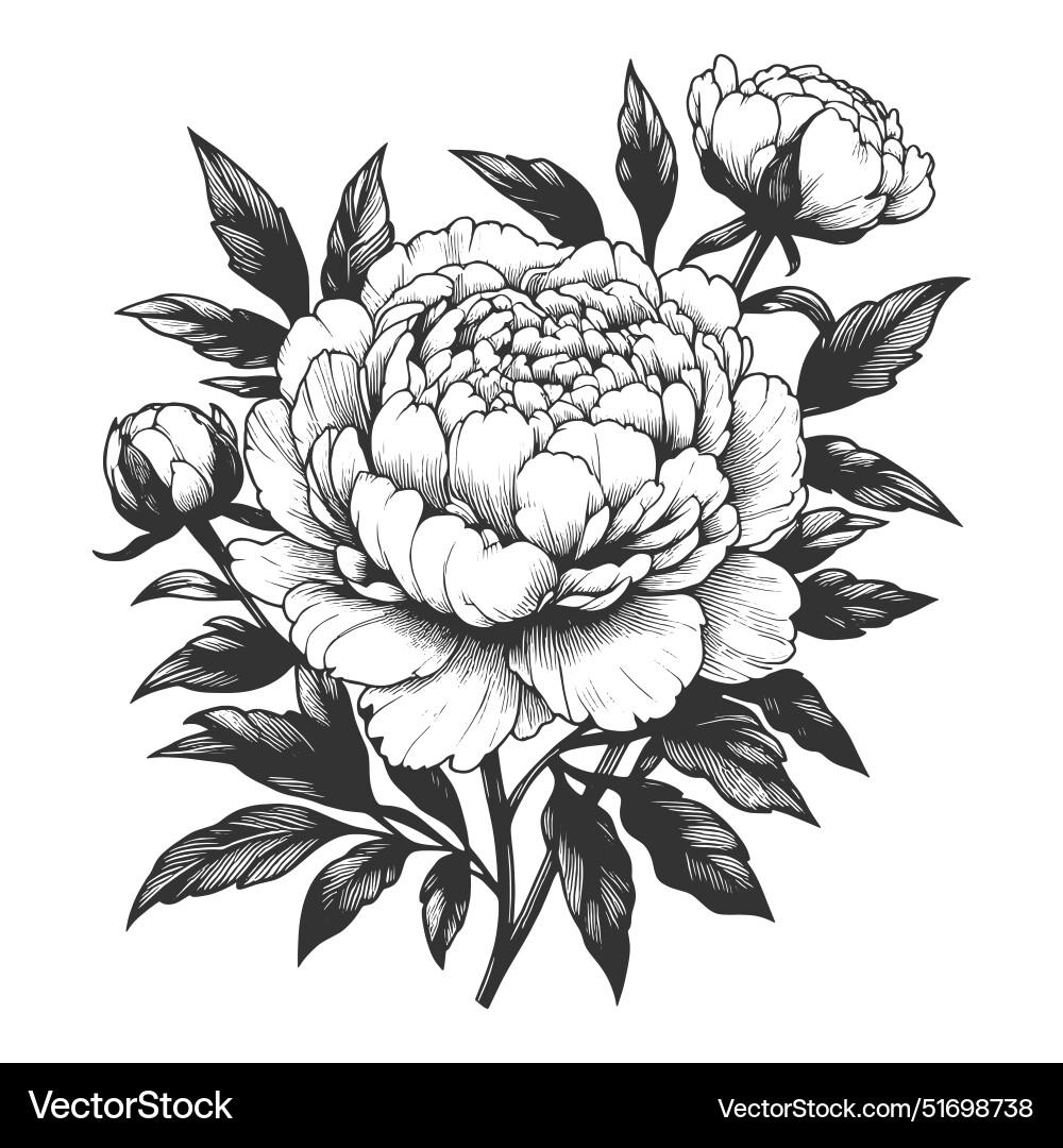 Peony flower engraving sketch Royalty Free Vector Image