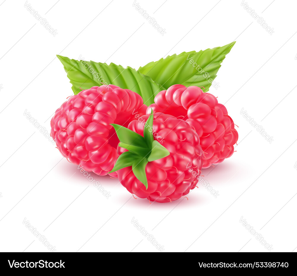 Realistic isolated ripe raspberry with green leaf Vector Image
