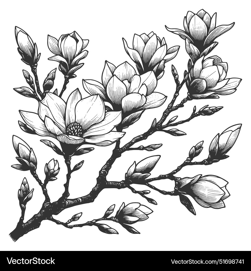 Botanical magnolia branch engraving Royalty Free Vector