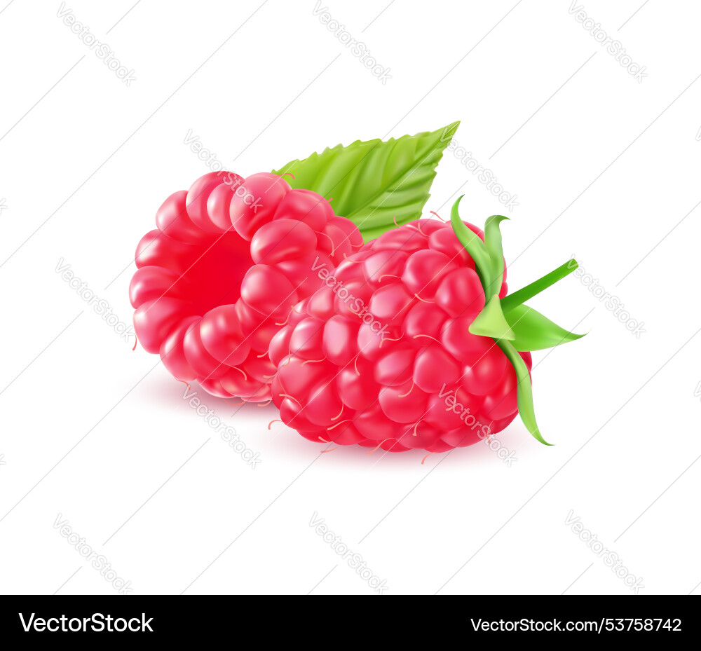 Realistic isolated 3d ripe raspberry fresh berry Vector Image