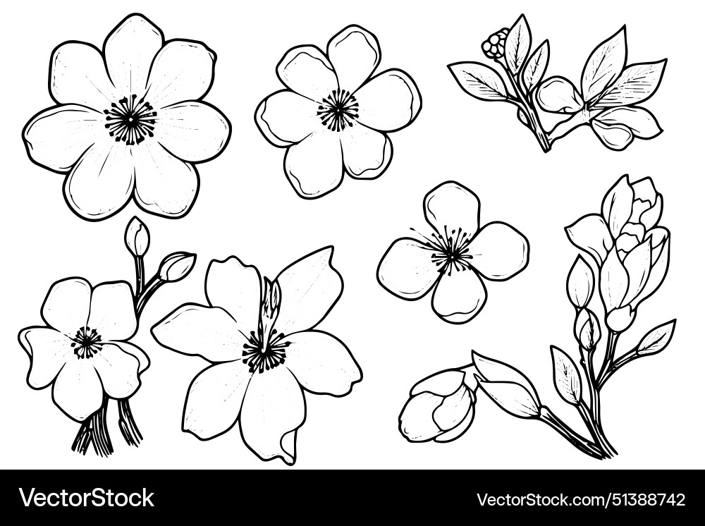 Sakura flower set hand drawn ink sketch engraved Vector Image