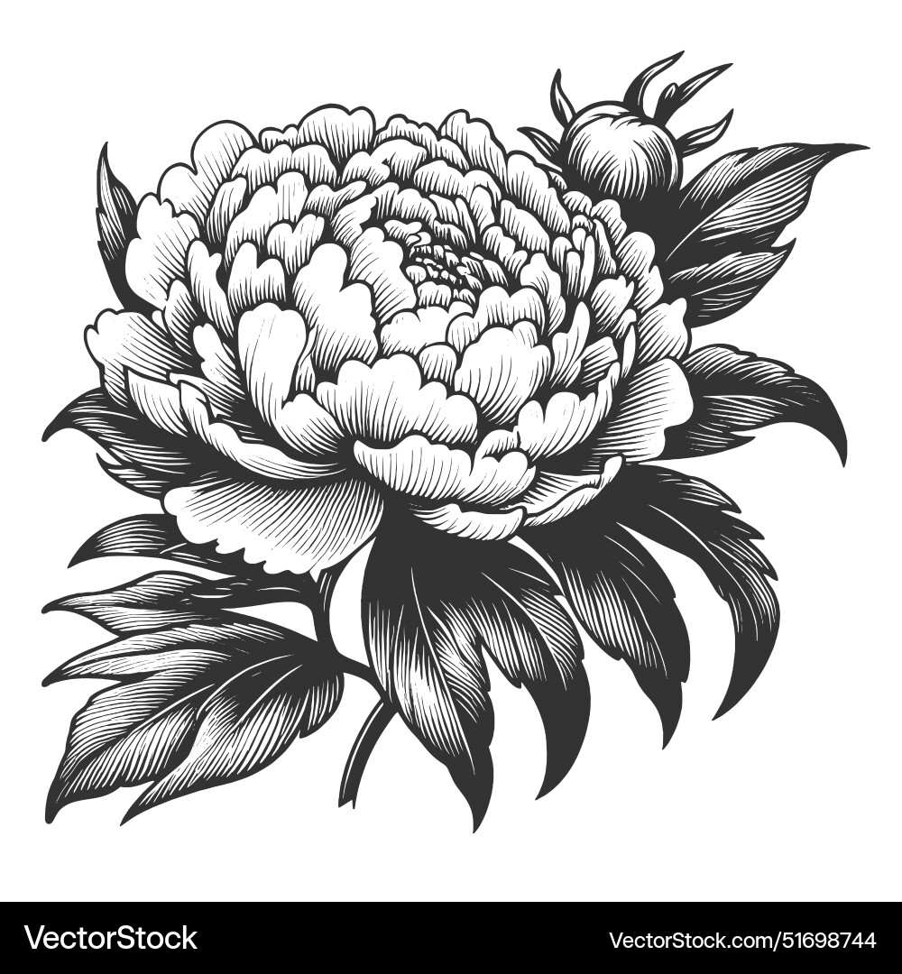 Peony flower engraving sketch Royalty Free Vector Image