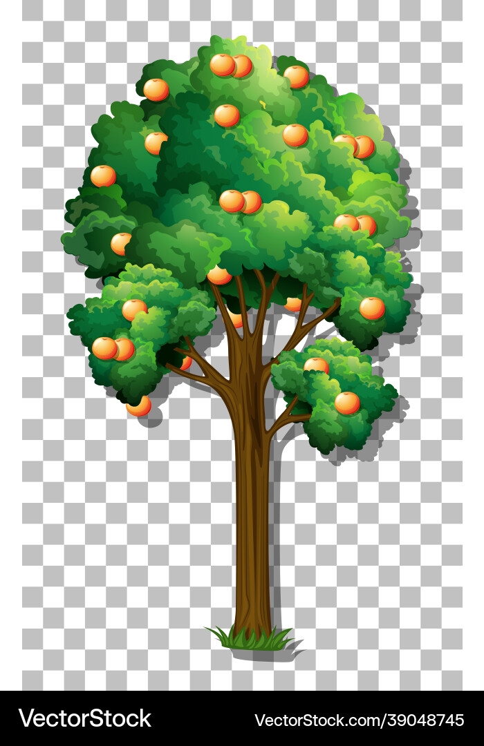 Orange tree on transparent background Royalty Free Vector