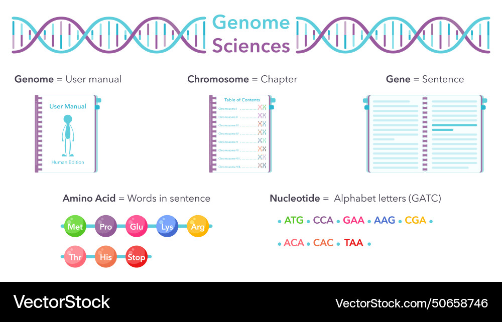 Genome sciences Royalty Free Vector Image - VectorStock
