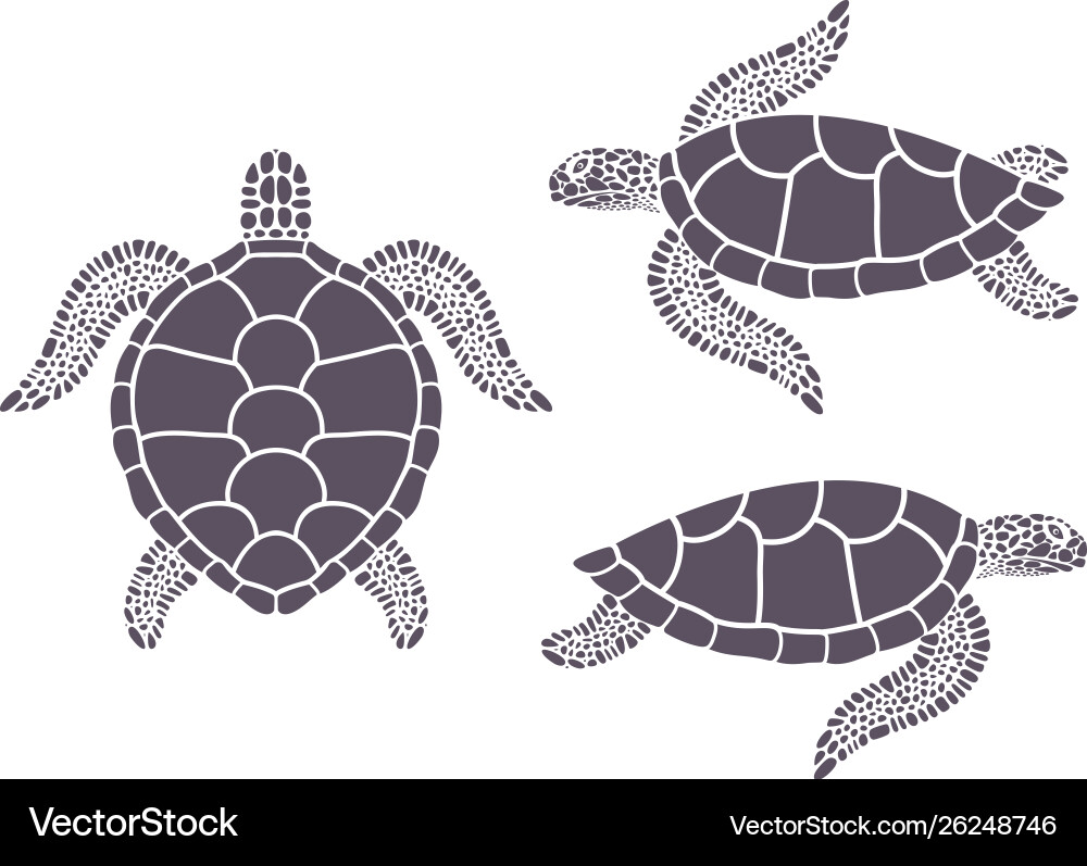 Turtle Royalty Free Vector Image - VectorStock