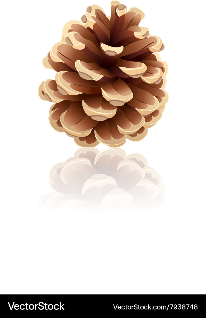 Pinecone on a white background Royalty Free Vector Image