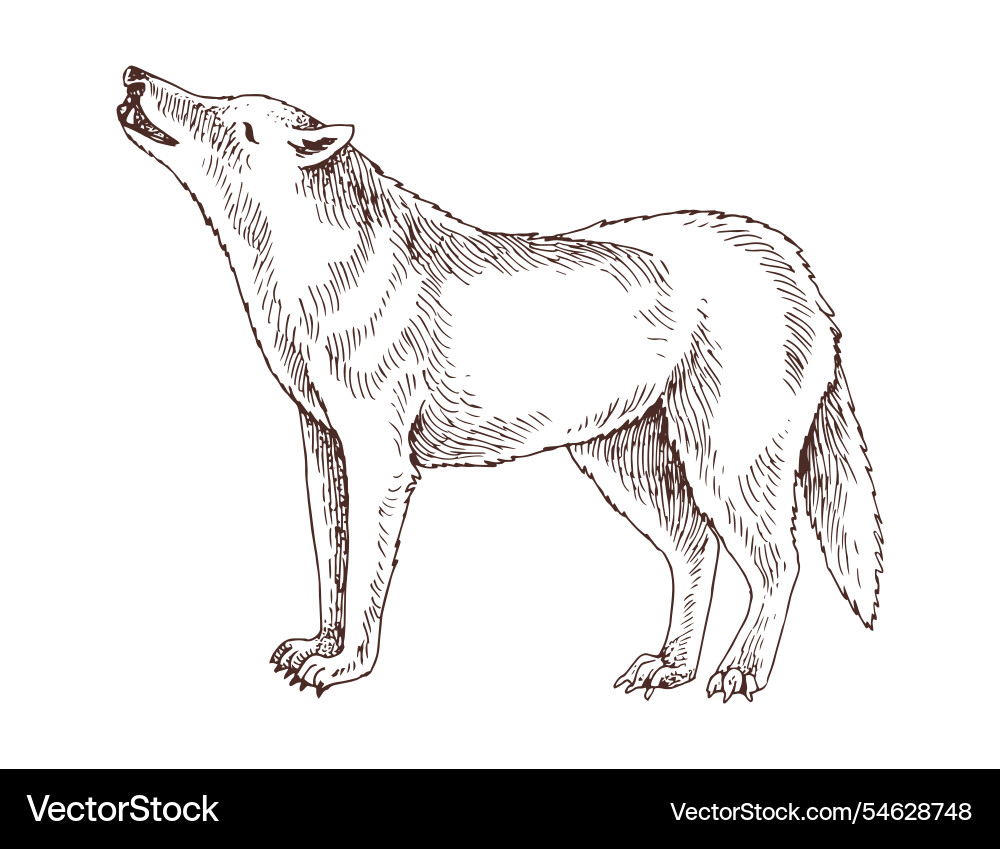 Wolf hand drawn monochrome Royalty Free Vector Image
