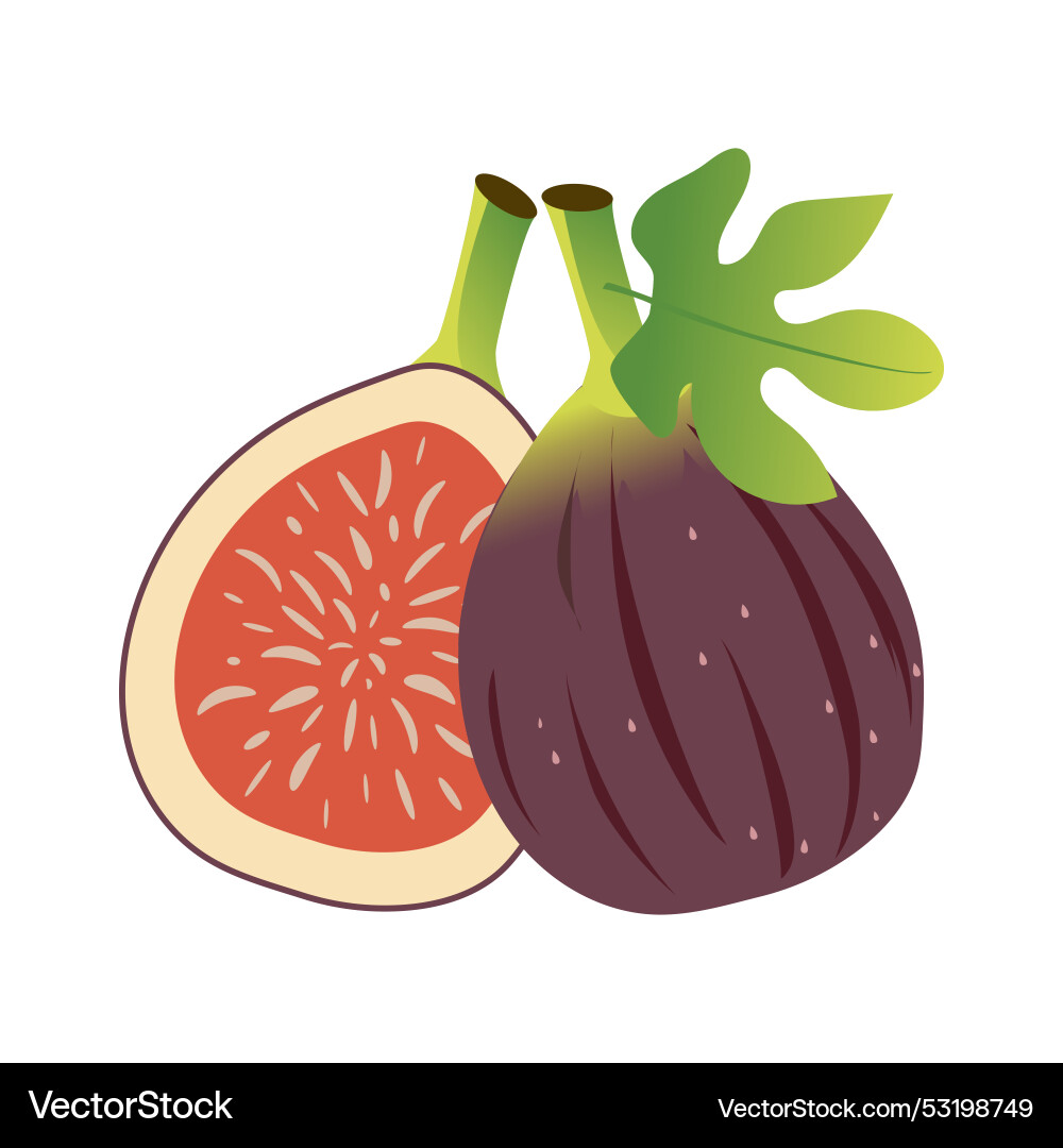Fig with green tropical leaf and slice Royalty Free Vector