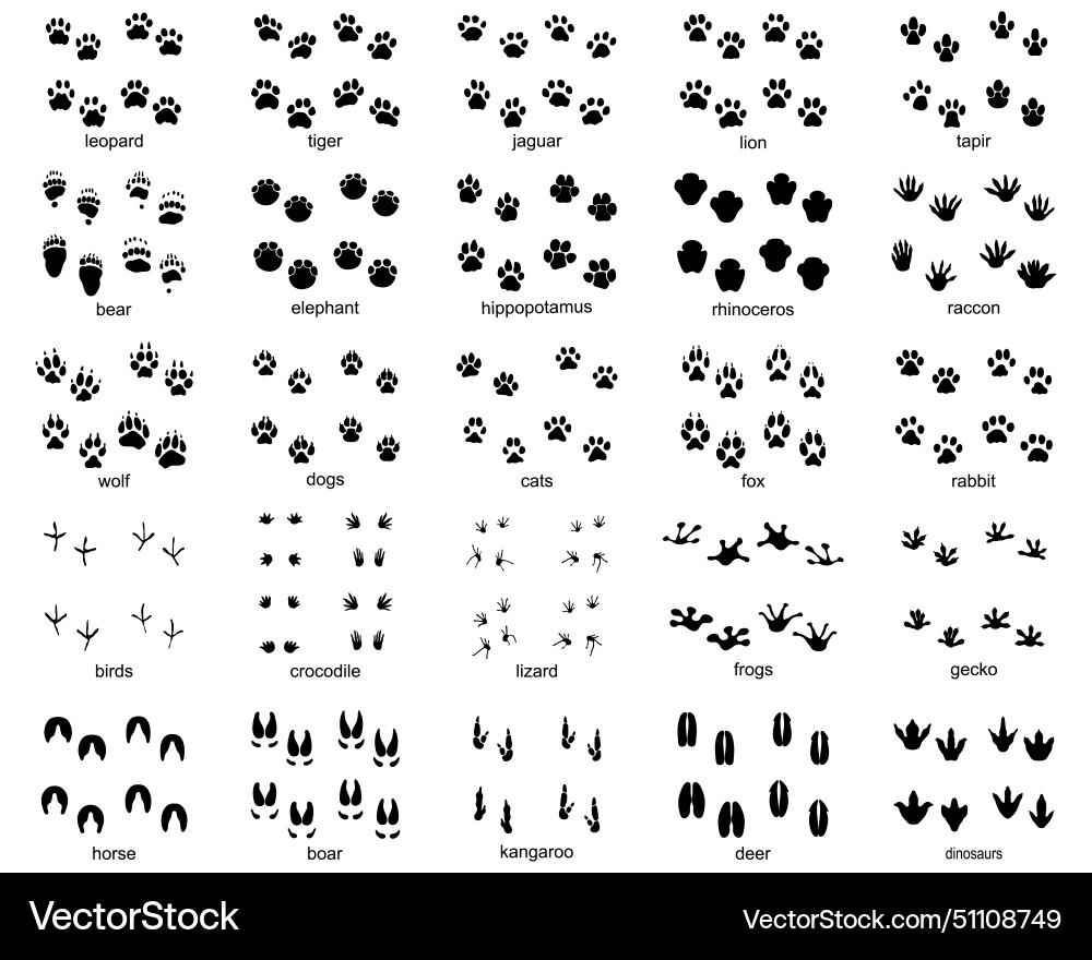 Set of footprints wild animals Royalty Free Vector Image