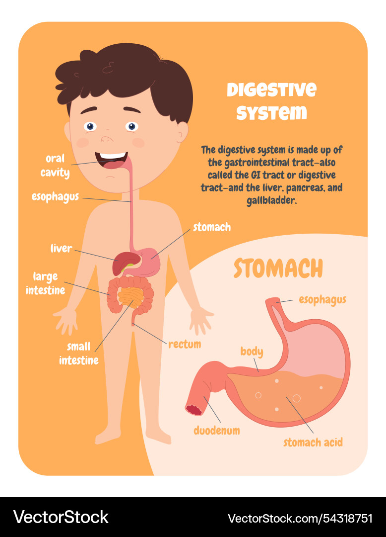 Human digestive system child diagram study Vector Image