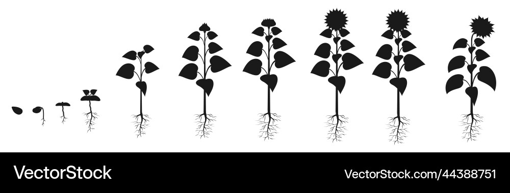 Sunflower life cycle in agriculture plant growth Vector Image