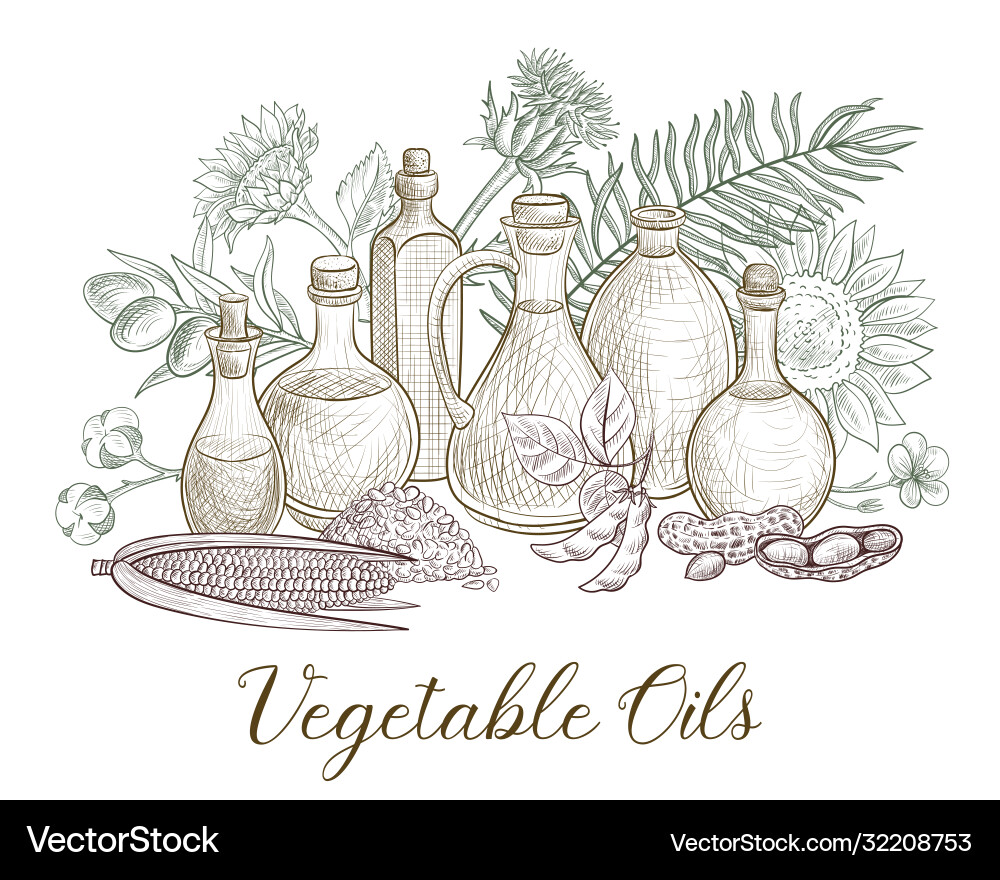 Drawing vegetable oil Royalty Free Vector Image