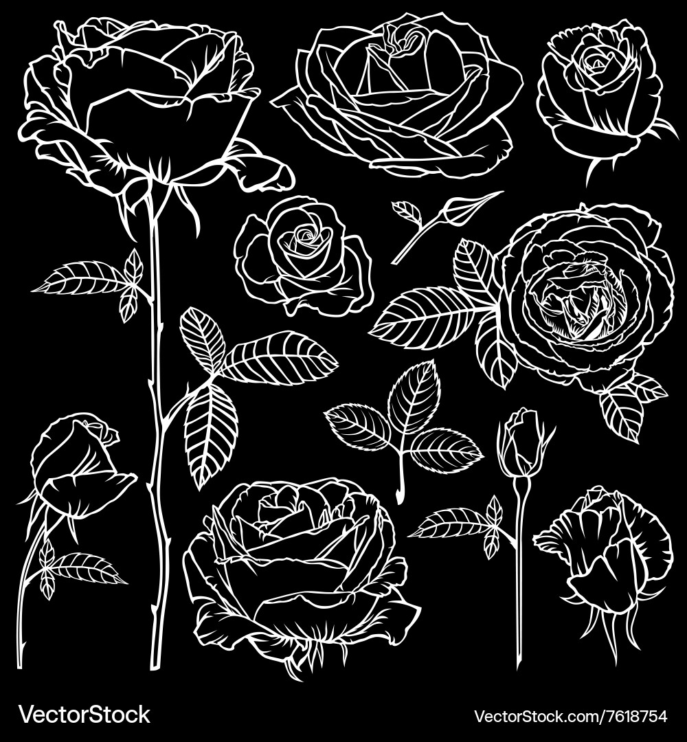 Rose contour set black Royalty Free Vector Image