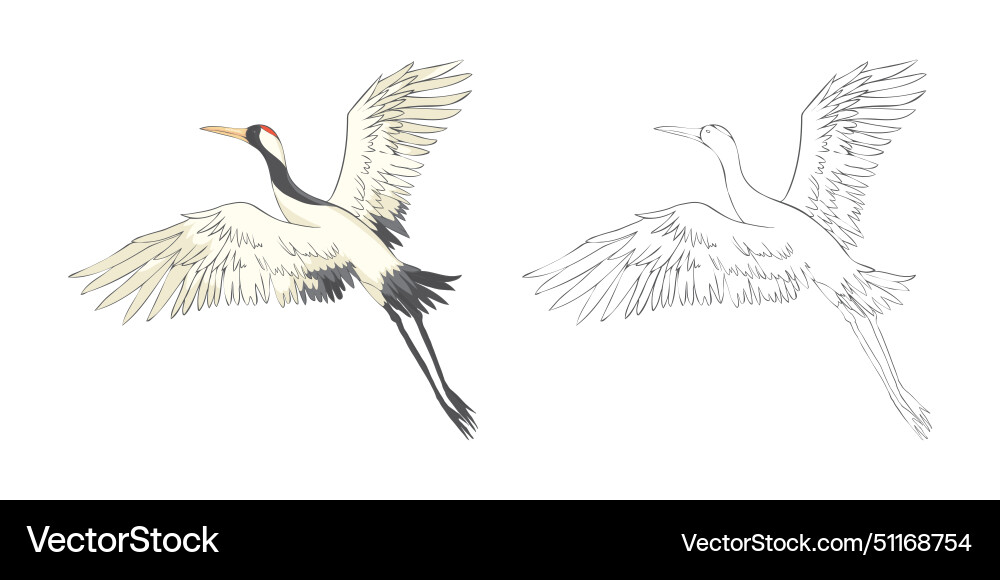 Set of white cranes in different collection Vector Image