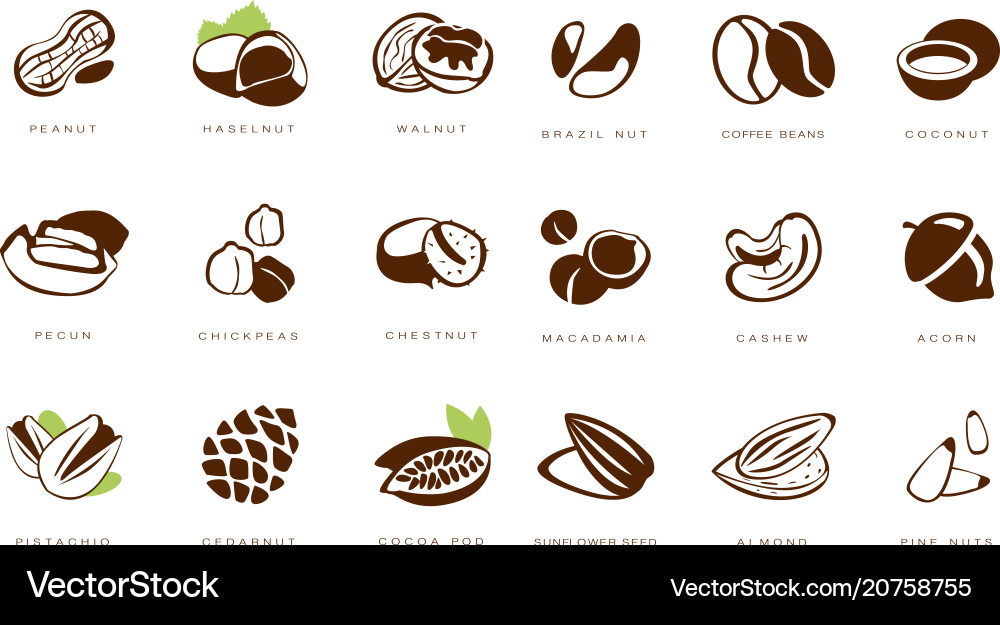 Nut Collection - Variety of Nuts Royalty Free Vector Image