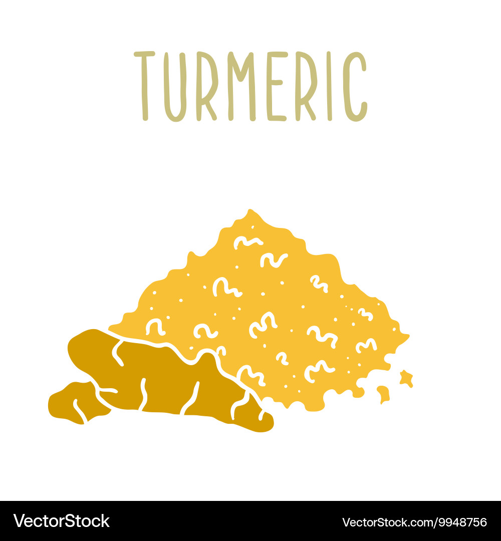 Turmeric powder and root Royalty Free Vector Image