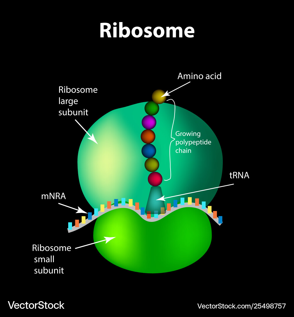 Structure ribosome infographics Royalty Free Vector Image