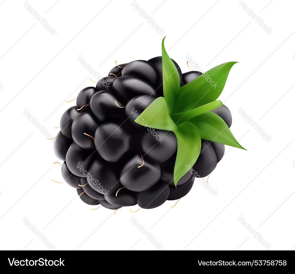 Blackberry realistic 3d isolated ripe berry fruit Vector Image