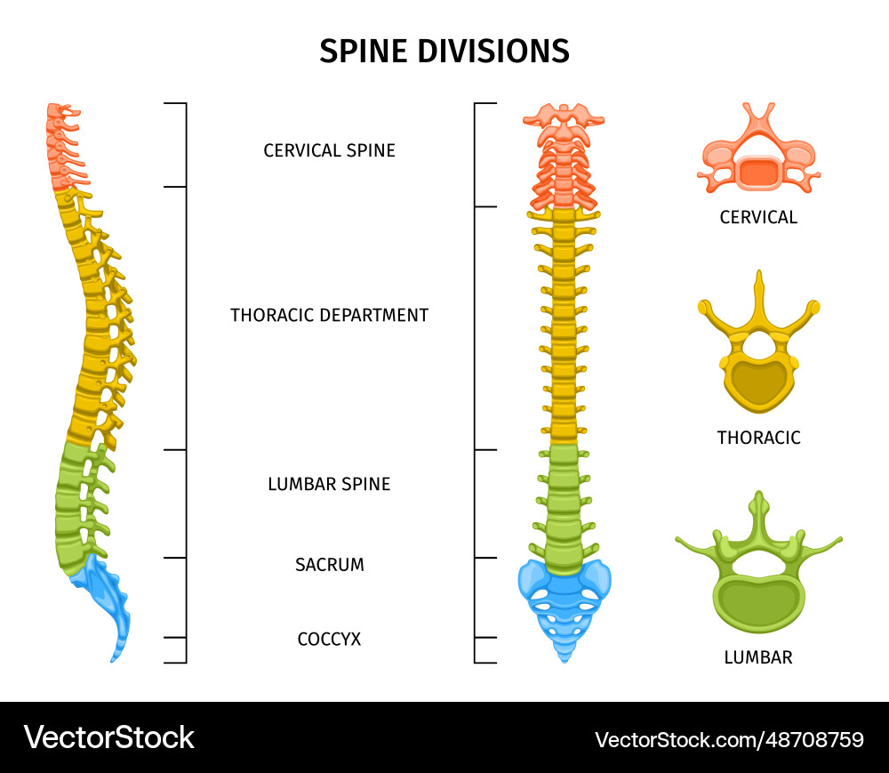 Anatomy spine divisions composition Royalty Free Vector