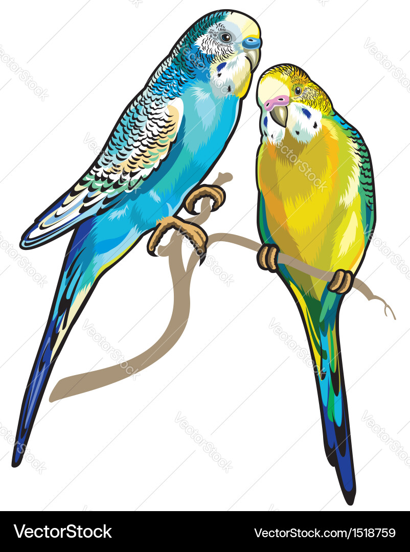 Budgerigar Royalty Free Vector Image - VectorStock